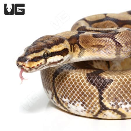 Baby Pastel Enchi Ball Python For Sale Underground Reptiles