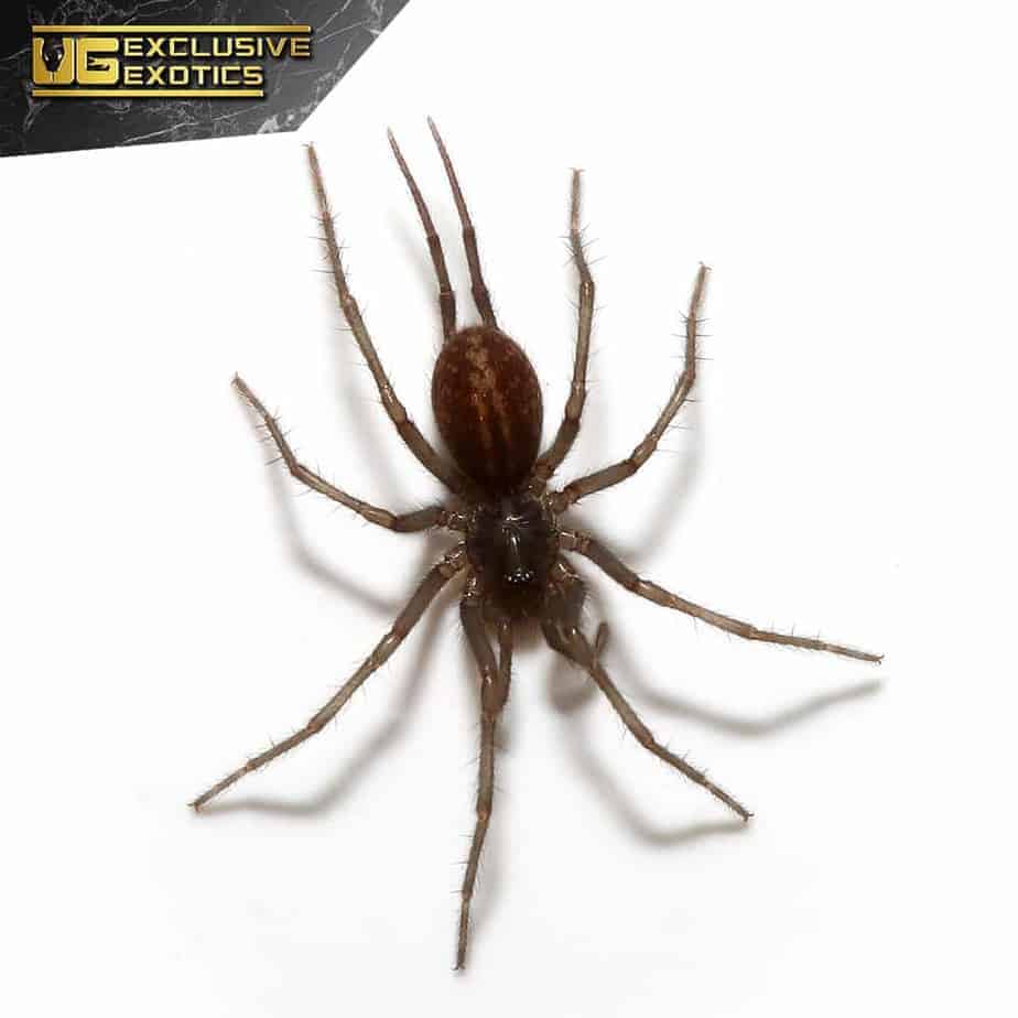 Colombian Blue Funnel Web Spider (.75 - 1.5") - Underground Reptiles