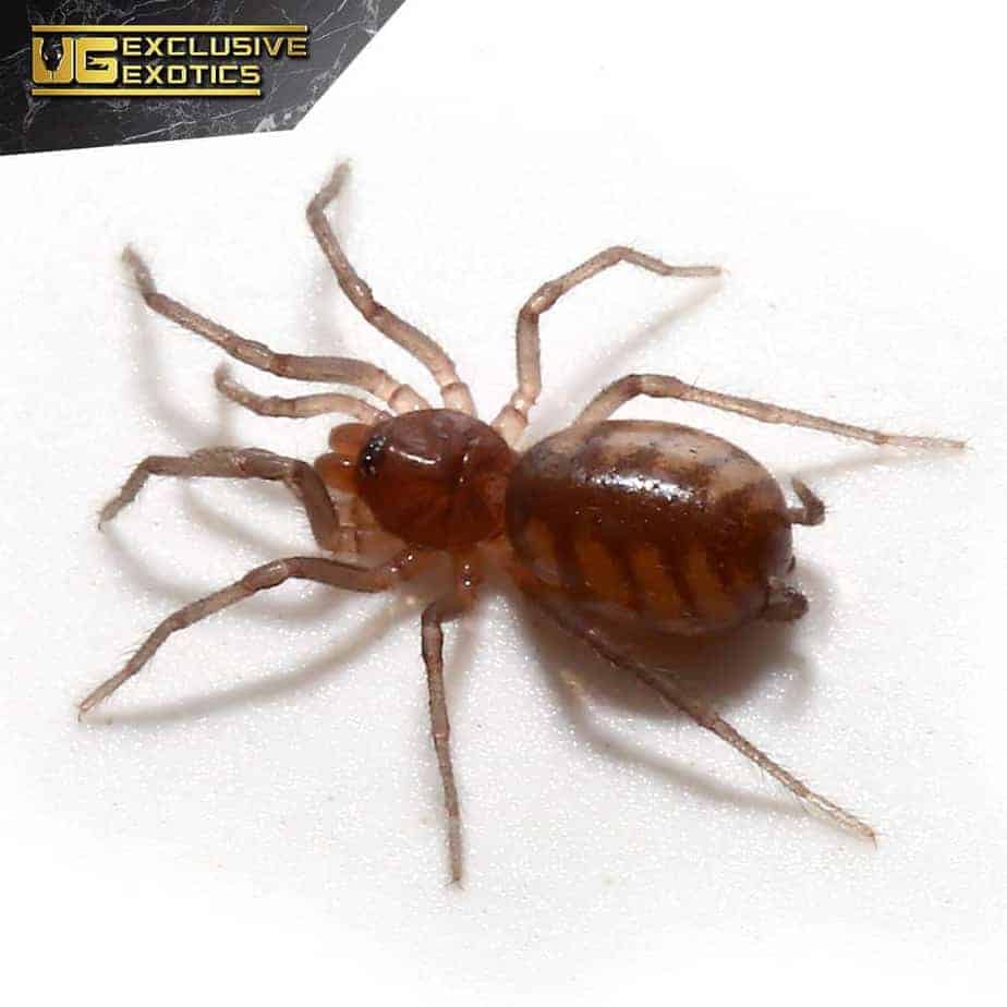 Rurrenabaque Curtain Web Spider (.25 - .75'') - Underground Reptiles