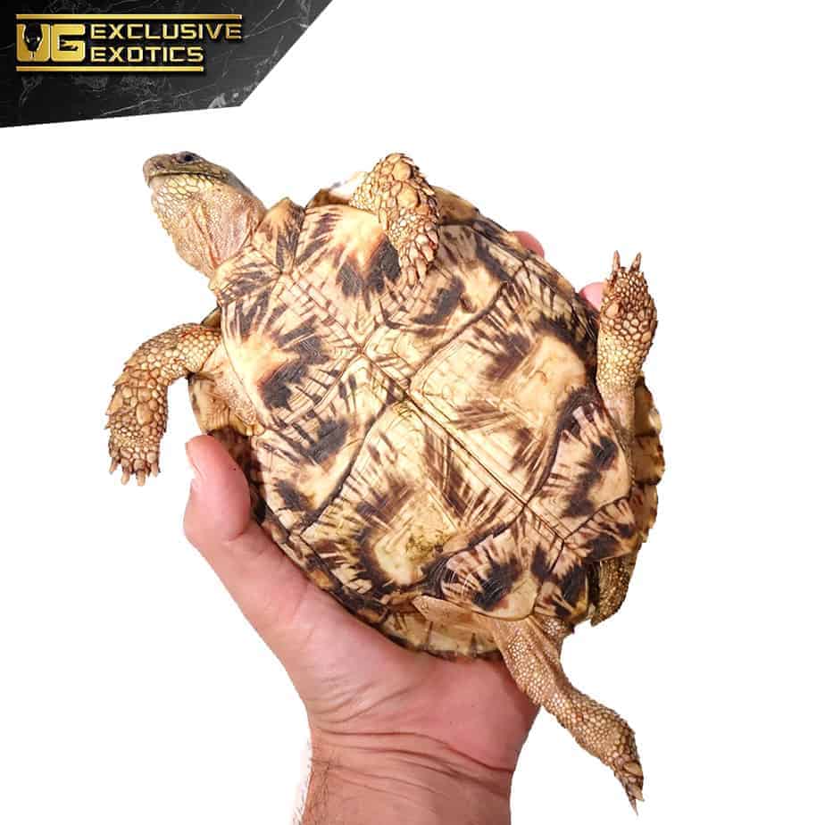 Adult Pancake Tortoise - Underground Reptiles
