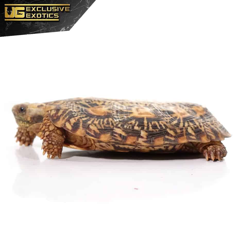 Adult Pancake Tortoise - Underground Reptiles
