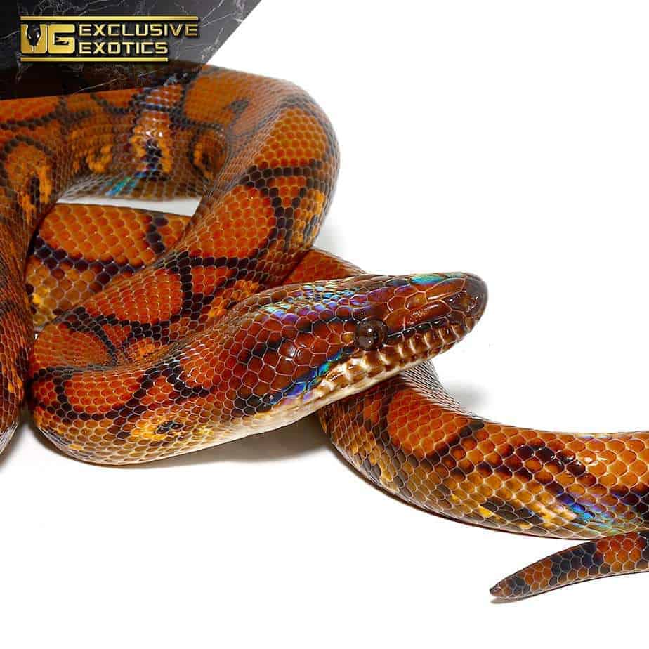 Juvenile Brazilian Rainbow Boa (Epicrates cenchria) For Sale ...