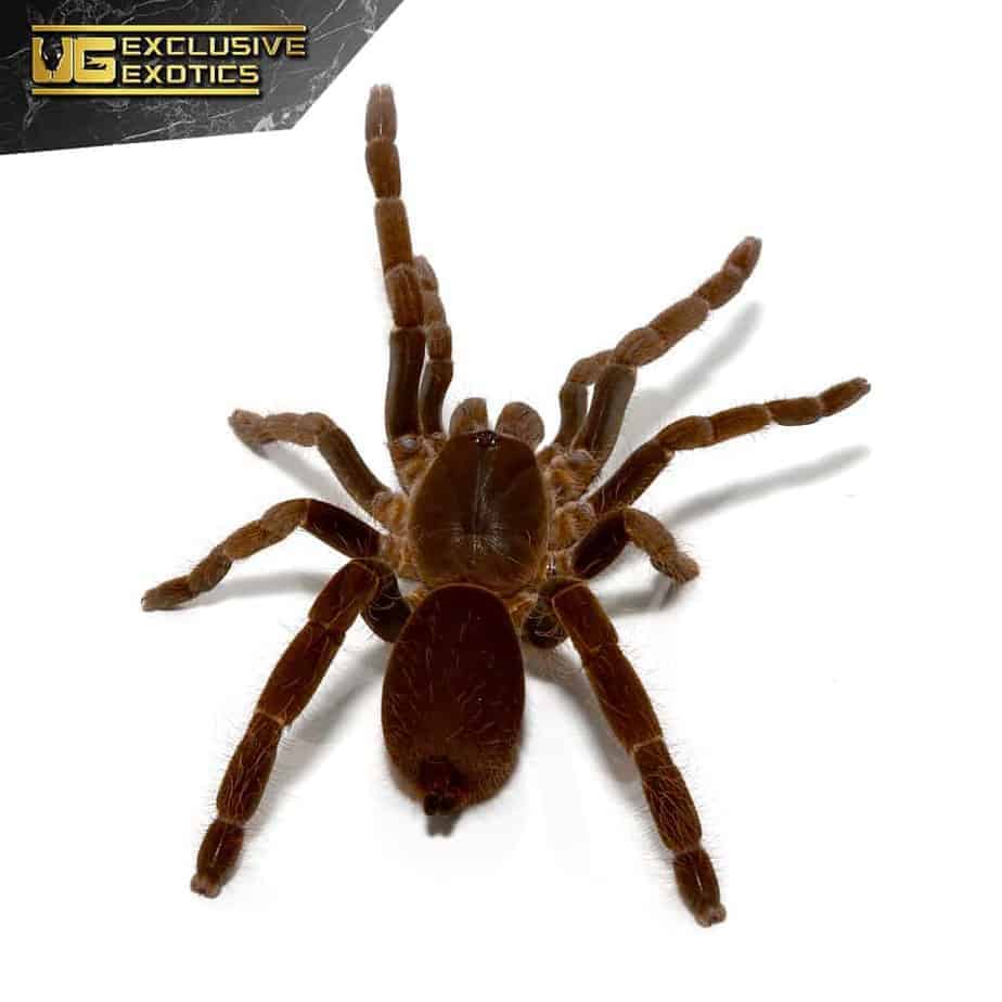 Cameroon Red Baboon Tarantula (2'') - Underground Reptiles