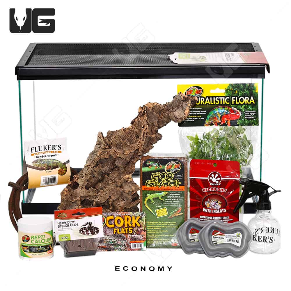 COMPLETE Baby New Caledonian Gecko Setup - Underground Reptiles