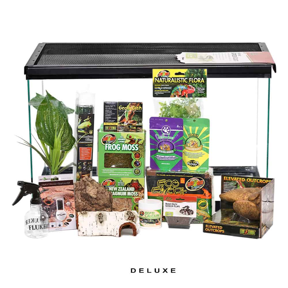 COMPLETE Baby New Caledonian Gecko Setup - Underground Reptiles