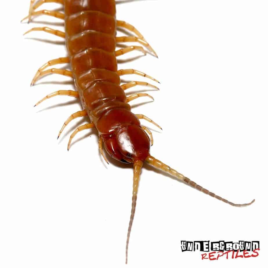 Florida Keys Giant Centipede (Scolopendra longipes) For Sale ...