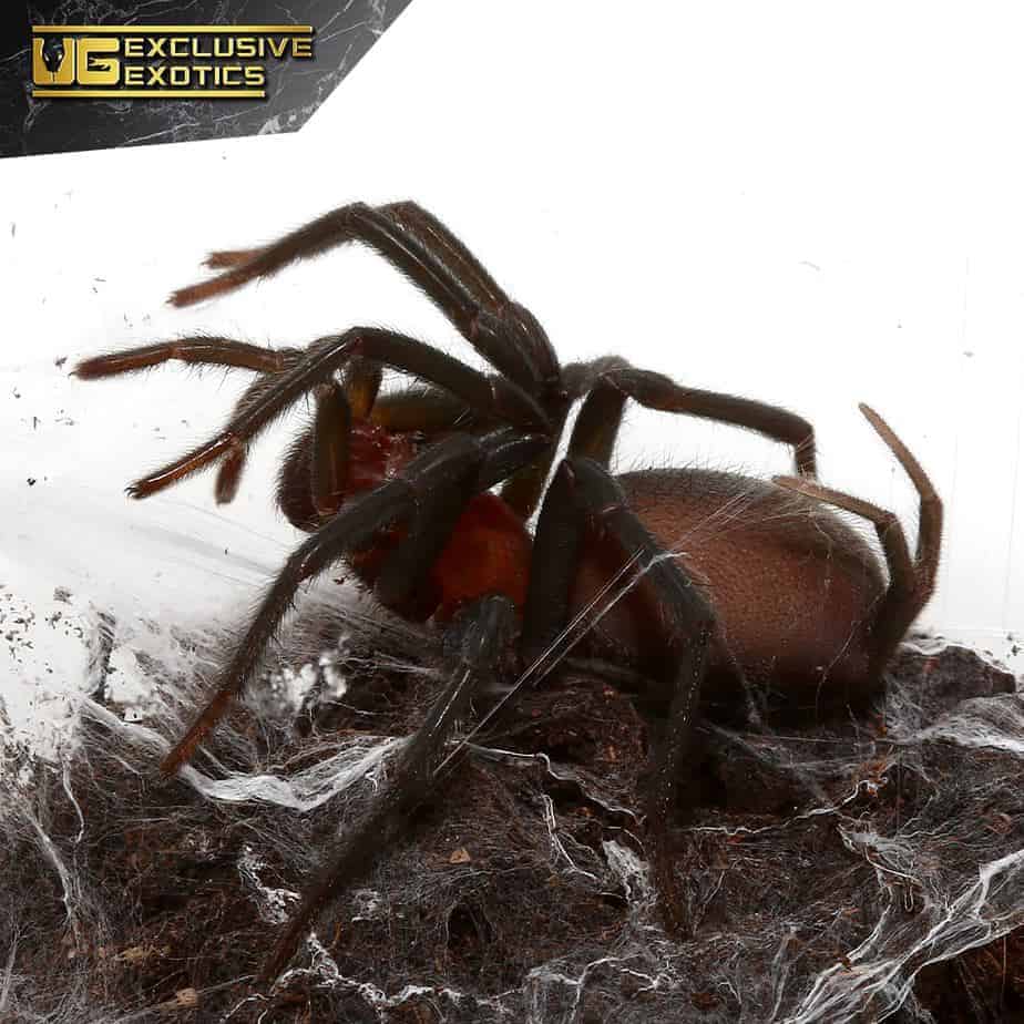French Guianan Red And Black Curtain Web Spider (Harmonicon oiapaqueae ...