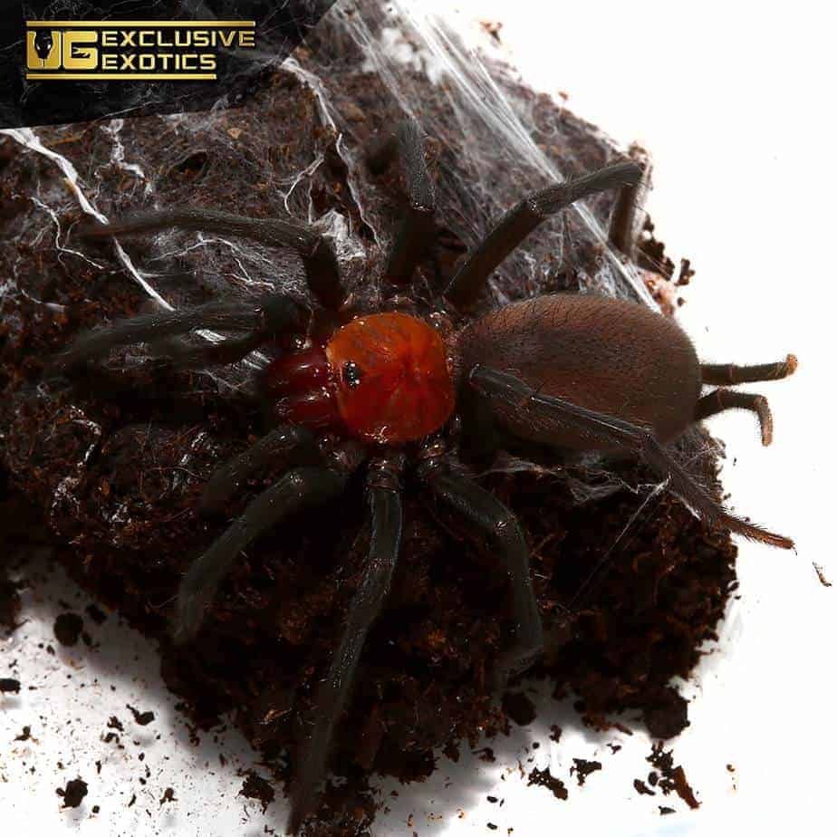French Guianan Red And Black Curtain Web Spider (Harmonicon oiapaqueae ...