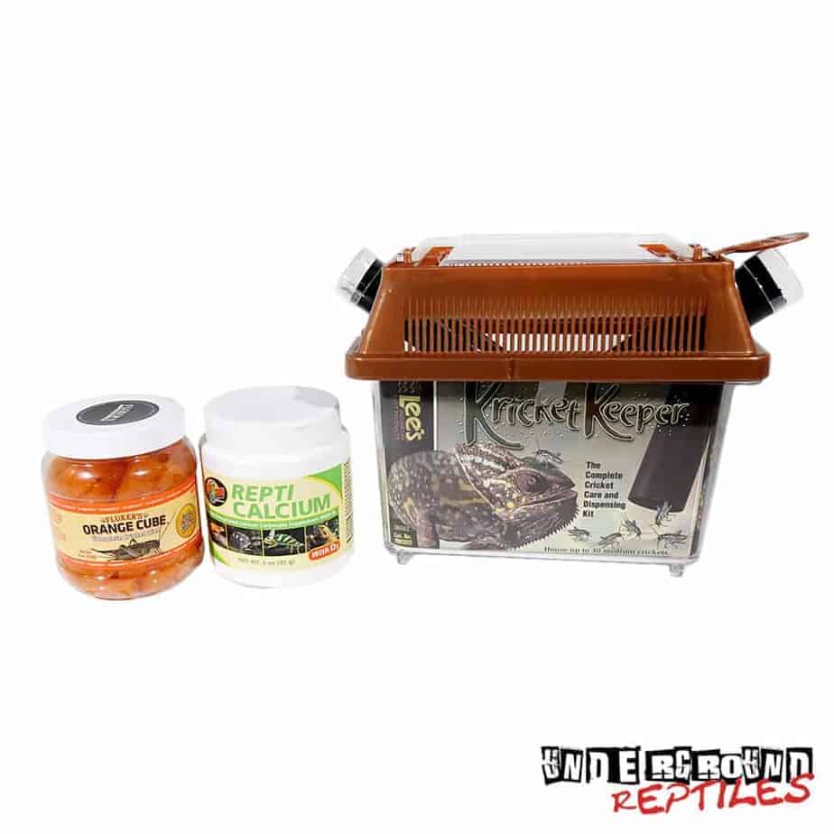 Frilled Dragon Setup - Underground Reptiles
