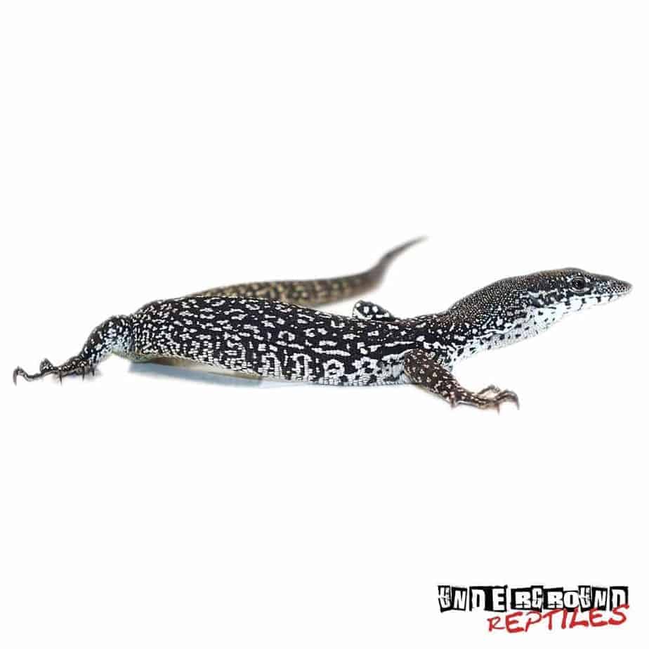 Similis Monitors For Sale - Underground Reptiles