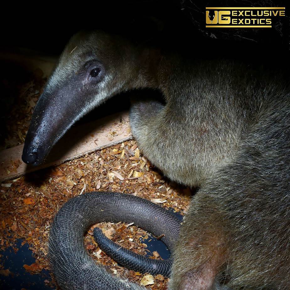 Tamandua Anteater - Underground Reptiles