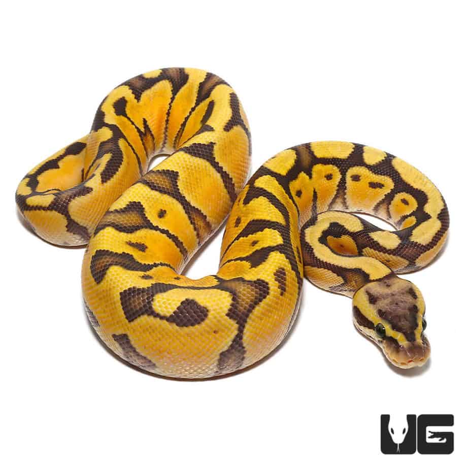 Ball Pythons For Sale - Underground Reptiles