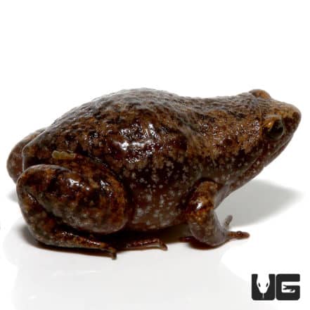 Toads For Sale - Underground Reptiles