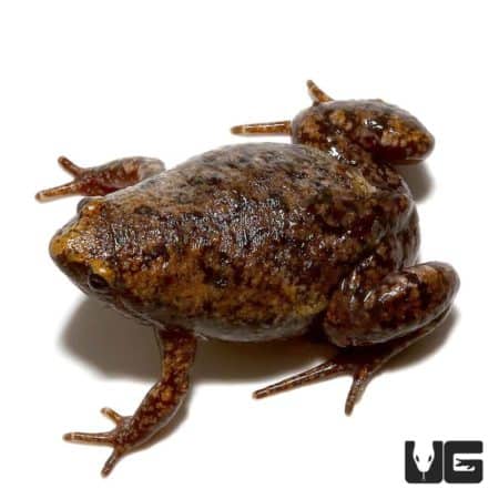 Narrow Mouth Toad - Underground Reptiles