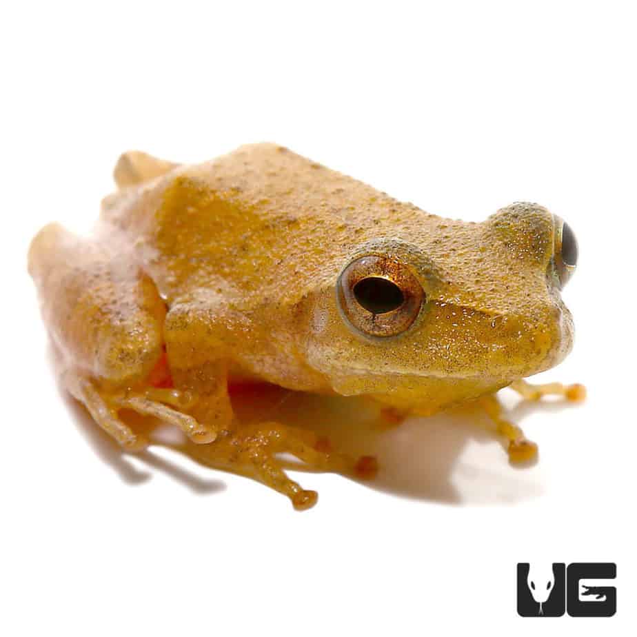 Spring Peeper Frog - Underground Reptiles