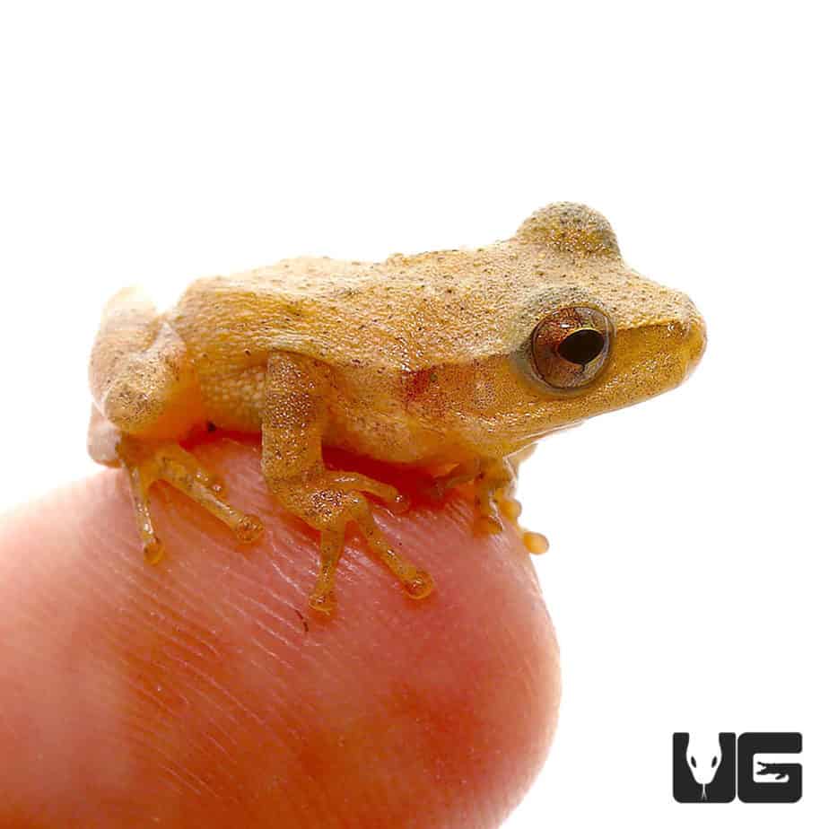 Spring Peeper Frog - Underground Reptiles