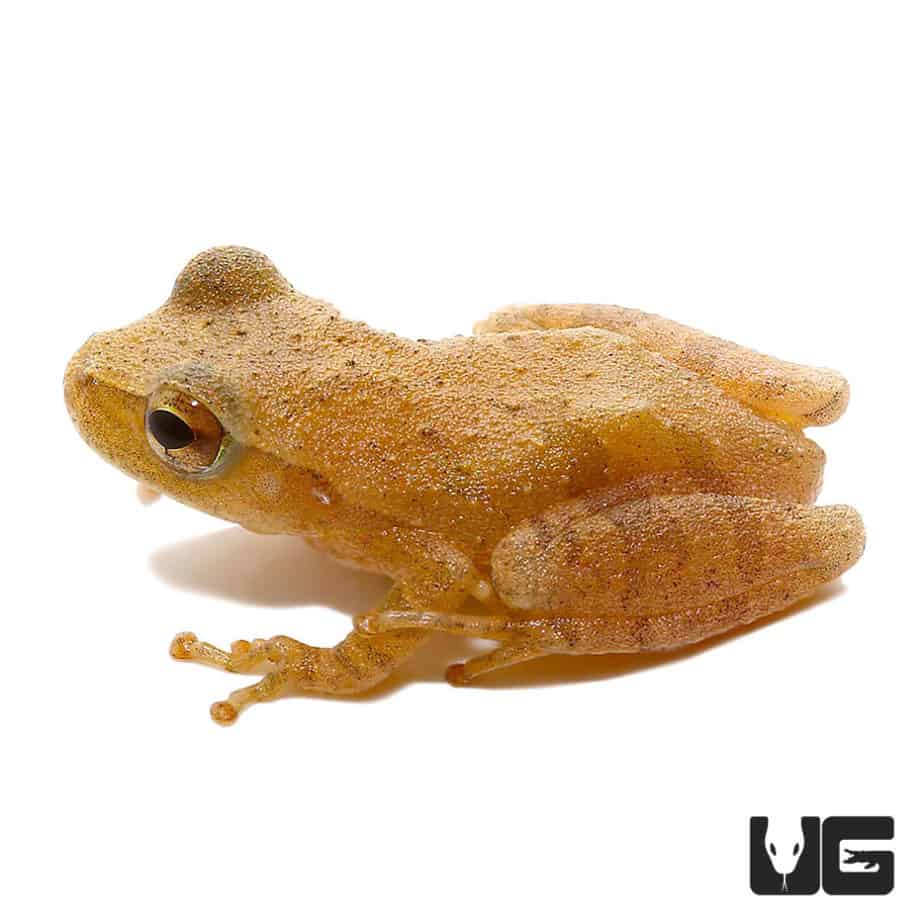 Spring Peeper Frog - Underground Reptiles