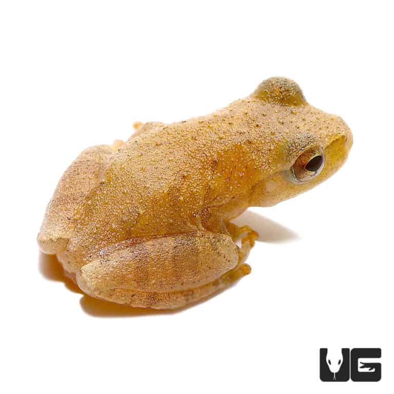 Spring Peeper Frog - Underground Reptiles