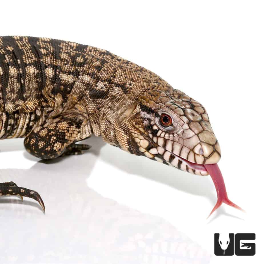 Adult Male Argentine Black and White Tegu For Sale - Underground Reptiles