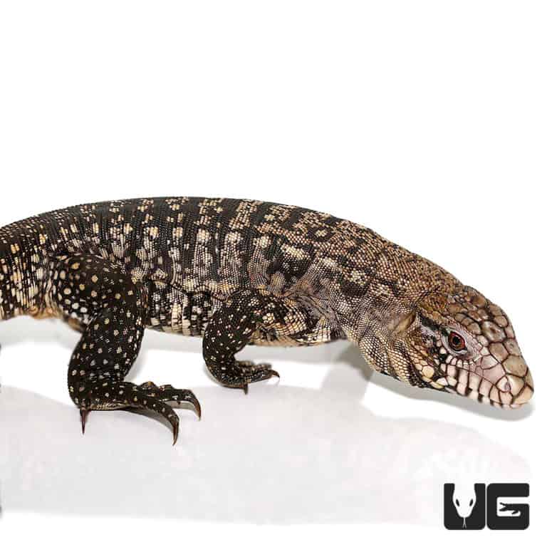 Adult Male Argentine Black and White Tegu For Sale - Underground Reptiles