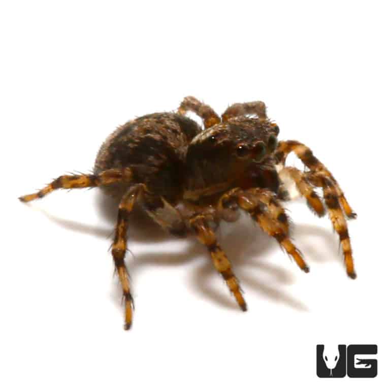 Asian Wall Jumping Spider - Underground Reptiles