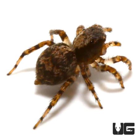 Asian Wall Jumping Spider - Underground Reptiles
