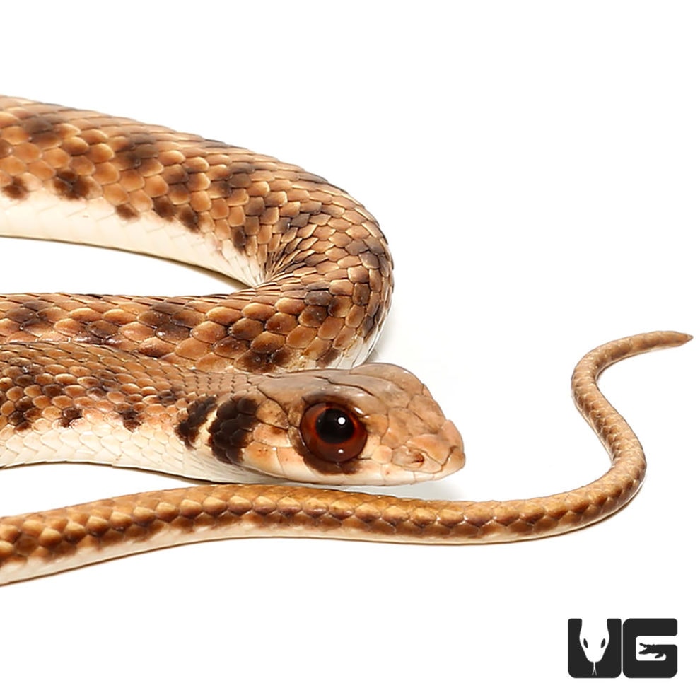 Baby Egyptian False Cobra (Malpolon moilensis) For Sale - Underground ...