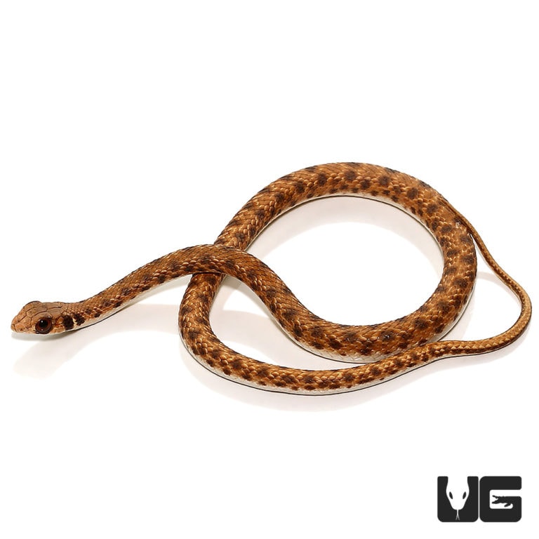 Baby Egyptian False Cobra (Malpolon moilensis) For Sale - Underground ...