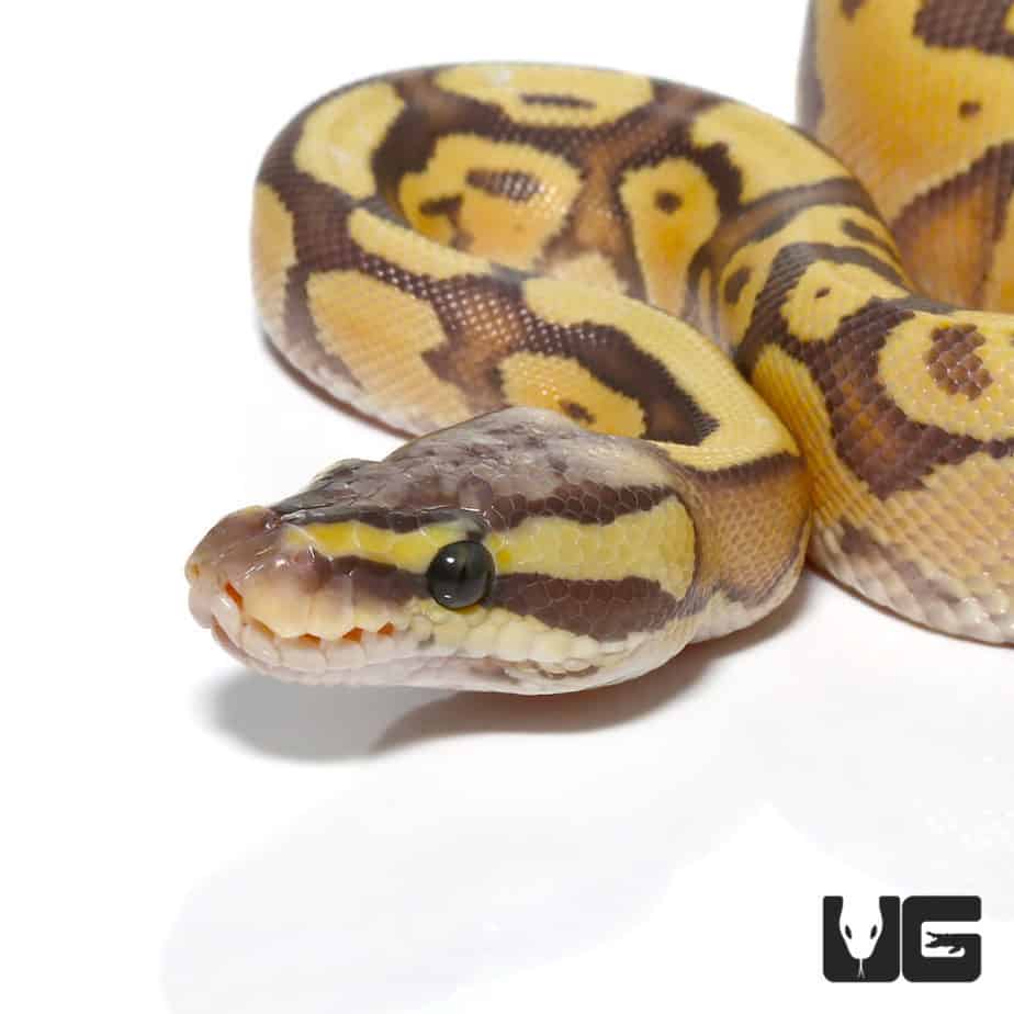 Baby Baby Enchi Firefly Hypo Ball Python For Sale - Underground Reptiles