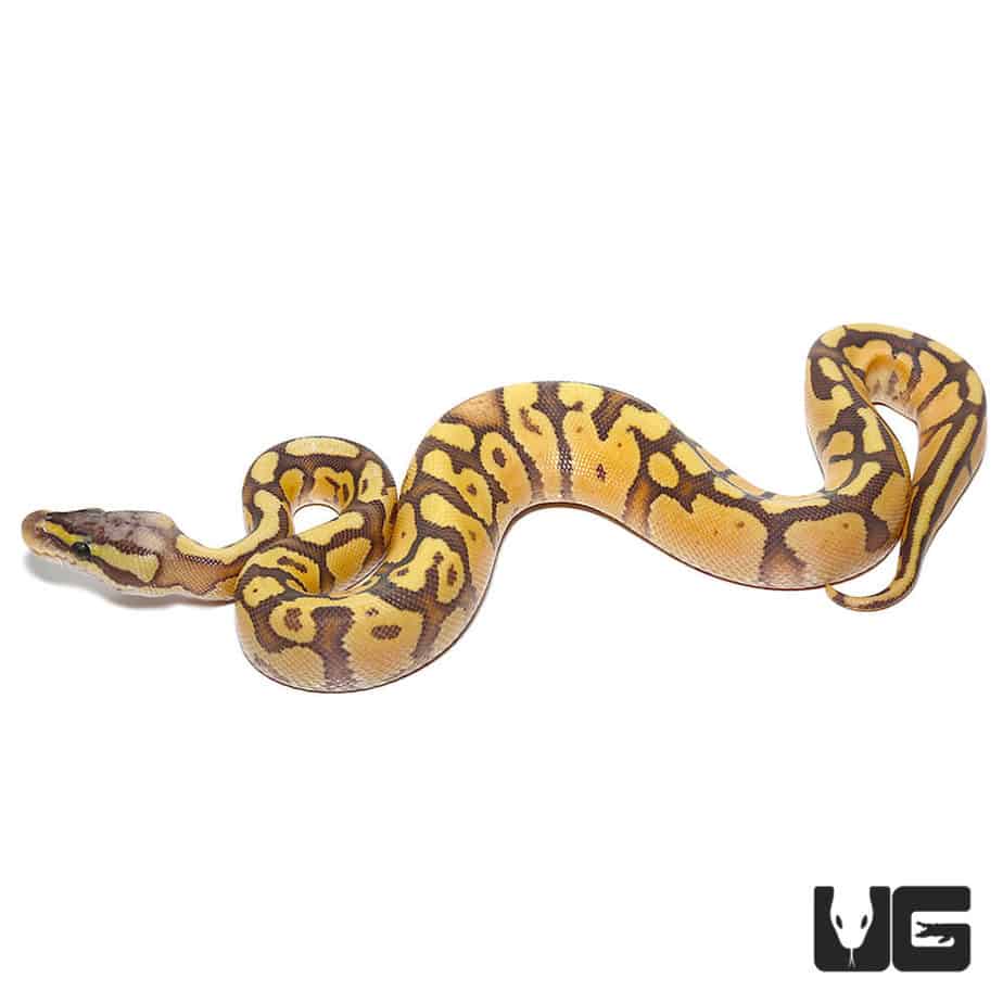 Baby Baby Enchi Firefly Hypo Ball Python For Sale - Underground Reptiles