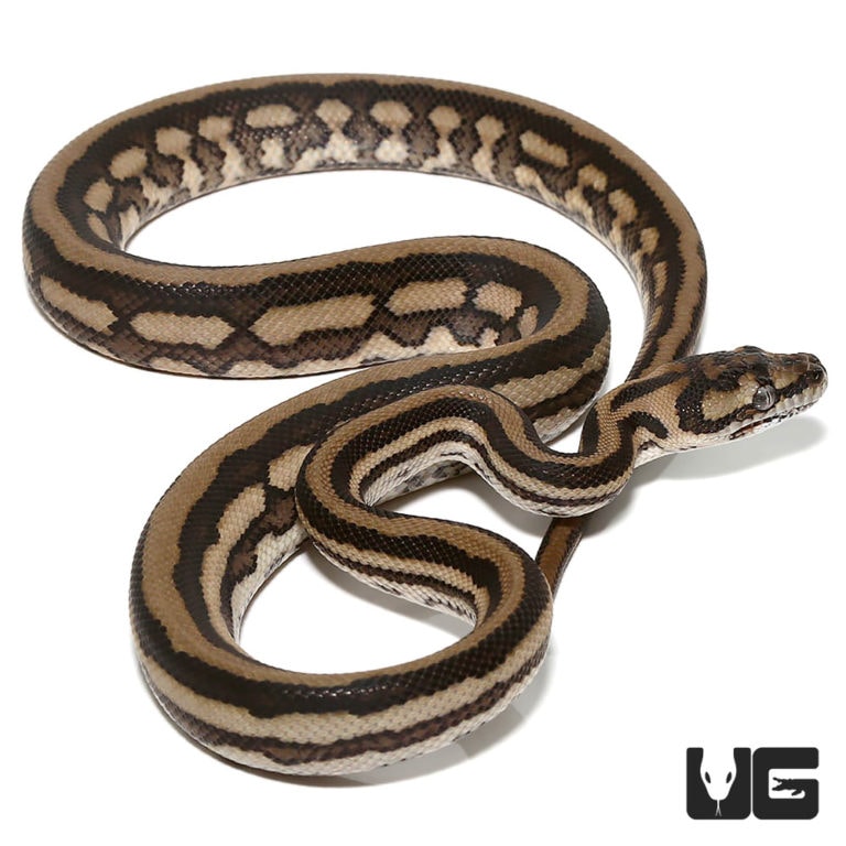 Carpet Pythons For Sale - Underground Reptiles