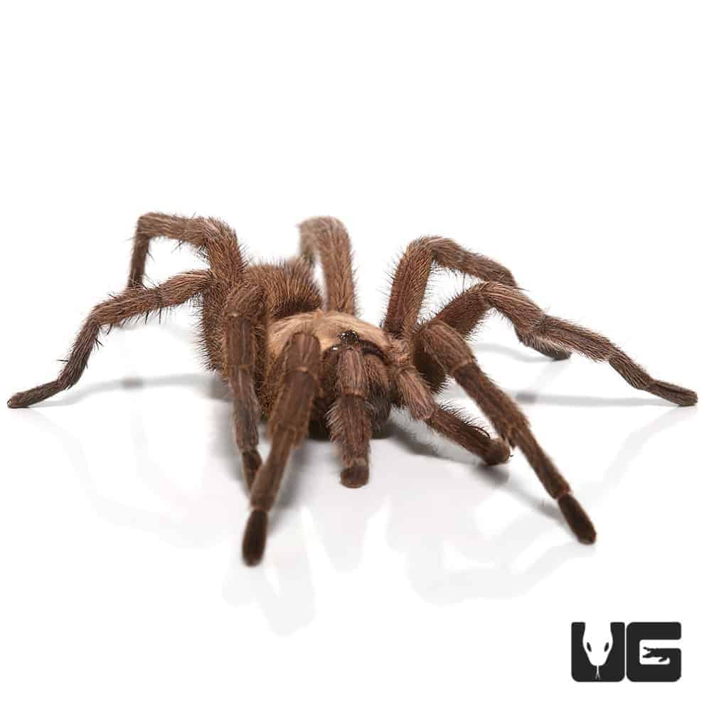 Mature Male Egyptian Olive Tarantula (3 - 4'') - Underground Reptiles