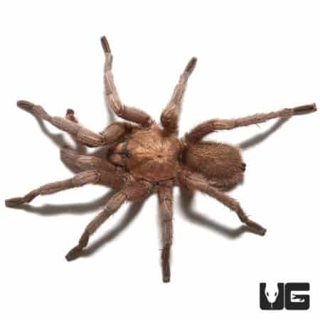 Mature Male Egyptian Olive Tarantula (3 - 4'') - Underground Reptiles