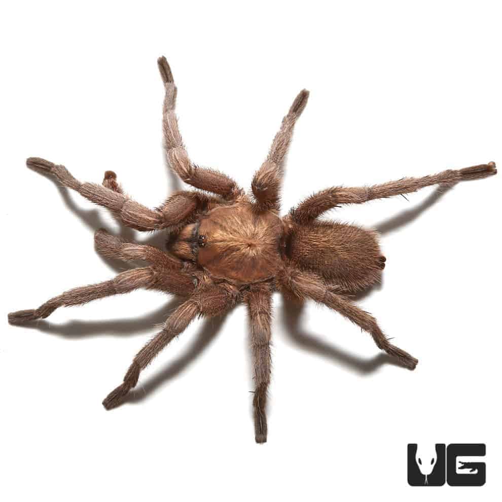 Mature Male Egyptian Olive Tarantula (3 - 4'') - Underground Reptiles