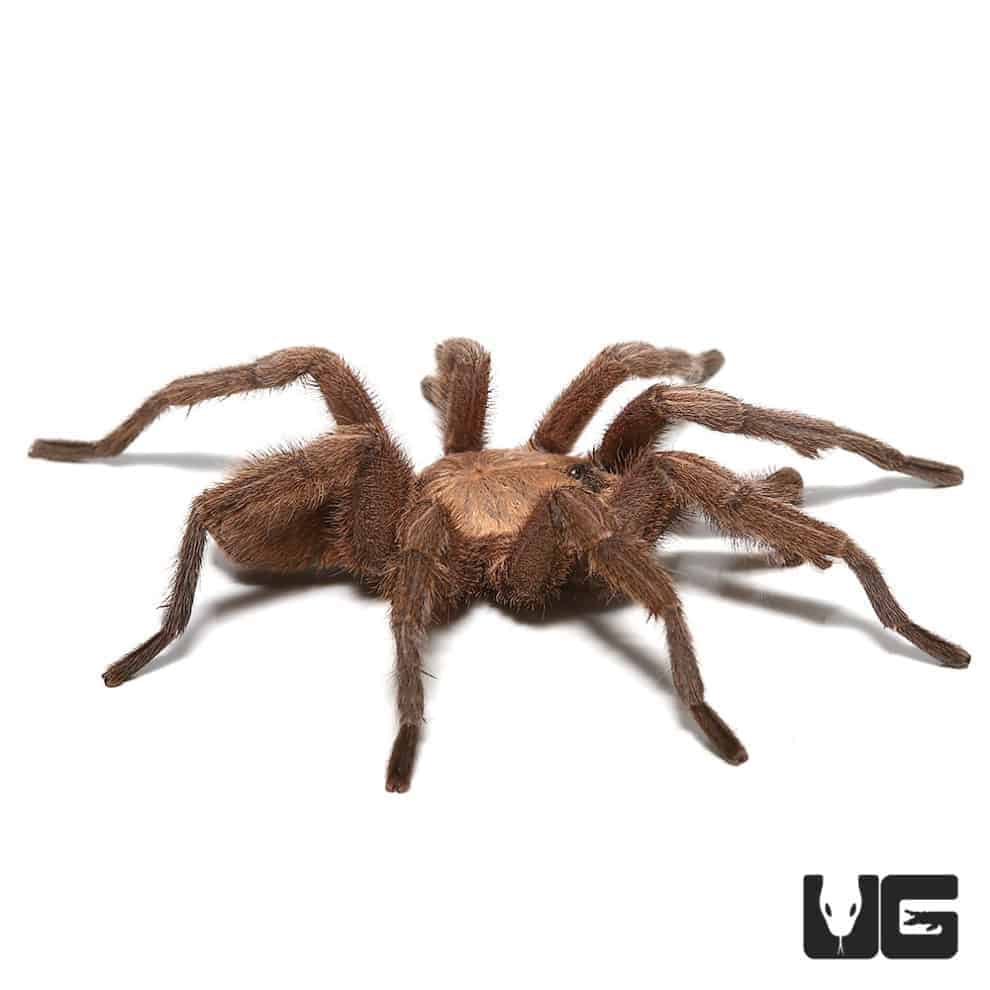 Mature Male Egyptian Olive Tarantula (3 - 4'') - Underground Reptiles