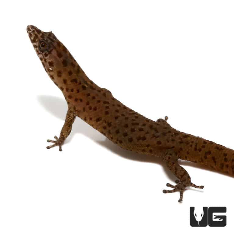 Ocellated Gecko For Sale - Underground Reptiles