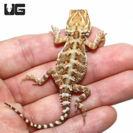 Rankins Dragon For Sale - Underground Reptiles