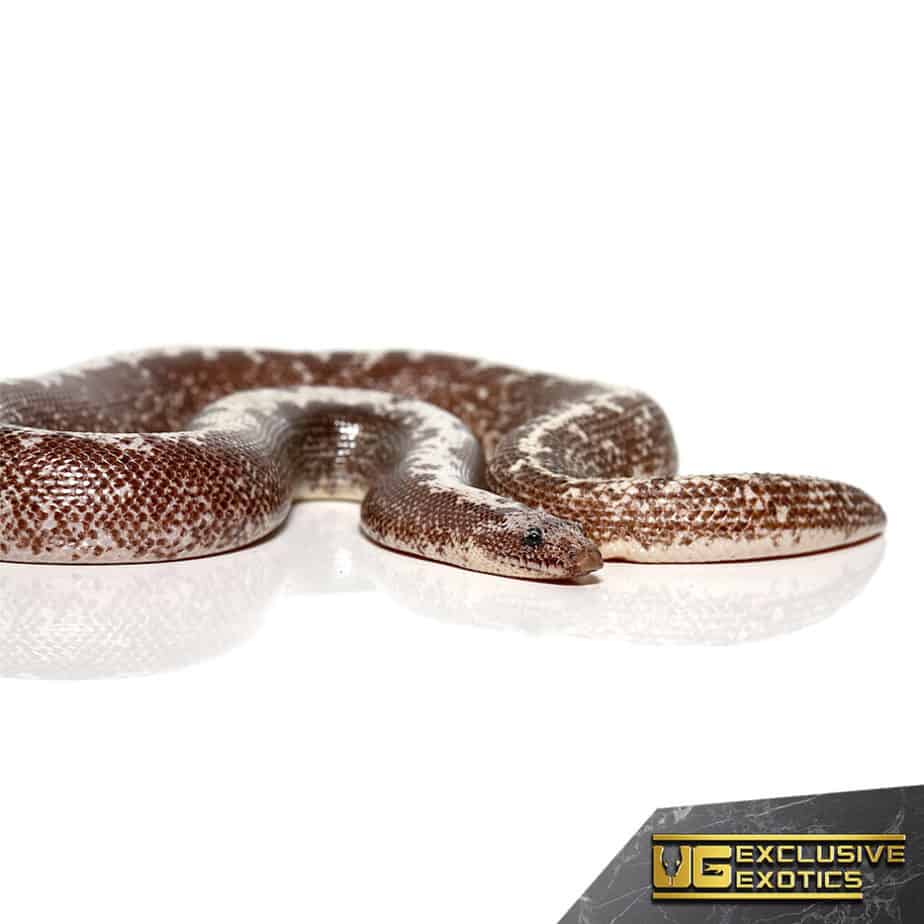 Anery Stripe Kenyan Sand Boa For Sale - Underground Reptiles