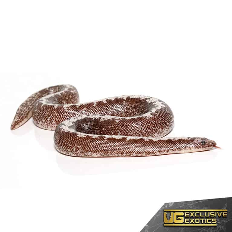 Anery Stripe Kenyan Sand Boa For Sale - Underground Reptiles