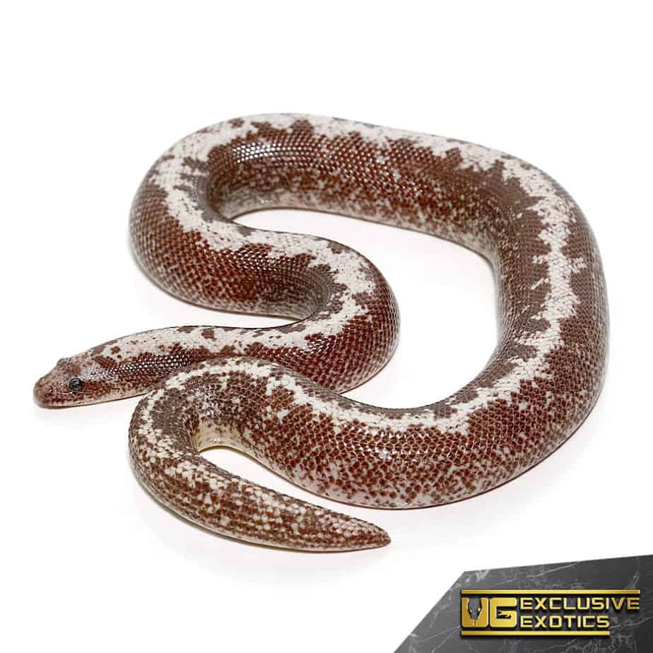 Anery Stripe Kenyan Sand Boa For Sale - Underground Reptiles Anery Stripe Kenyan Sand Boa For Sale - Underground Reptiles