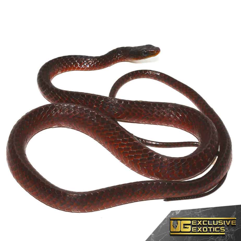 Smooth Machete Fire Snakes For Sale - Underground Reptiles