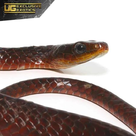 Smooth Machete Fire Snakes For Sale - Underground Reptiles