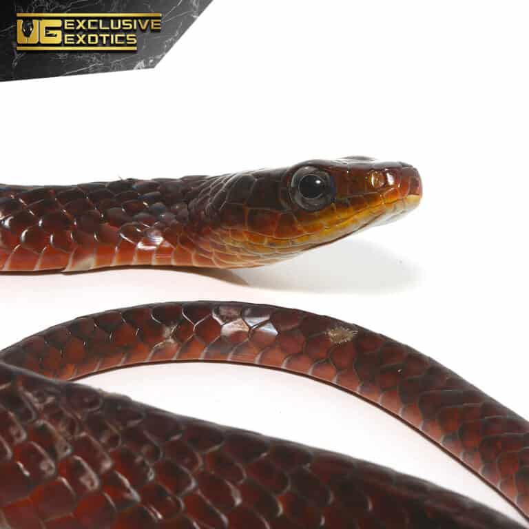 Smooth Machete Fire Snakes For Sale - Underground Reptiles