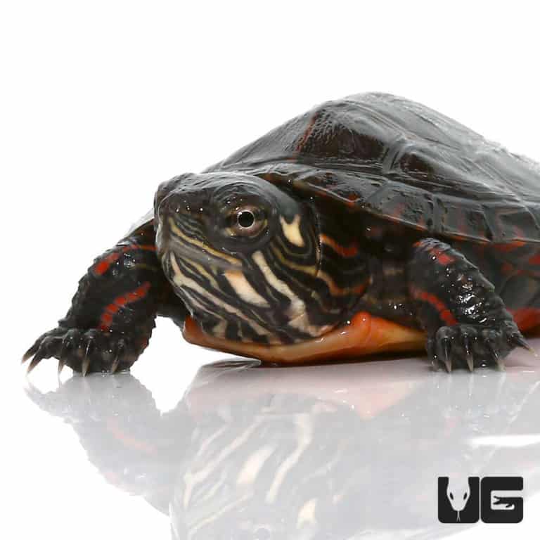 Baby Eastern Painted Turtles For Sale - Underground Reptiles