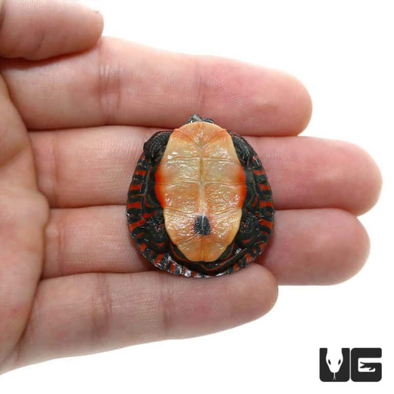 Baby Eastern Painted Turtles For Sale - Underground Reptiles