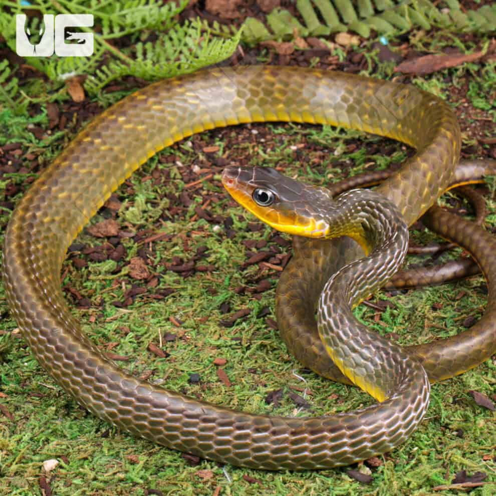 Linnaeu's Sipo Snake For Sale - Underground Reptiles