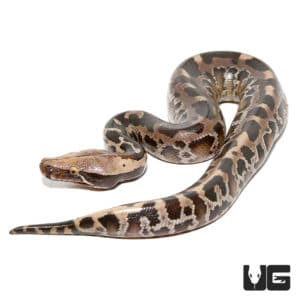Blood Pythons For Sale - Underground Reptiles