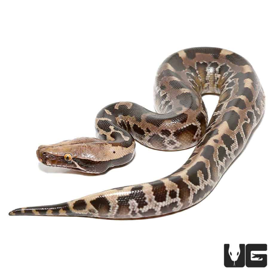 Baby Black Blood Pythons For Sale - Underground Reptiles