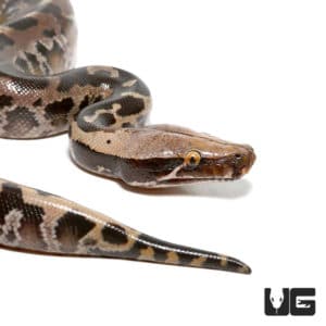 Baby Black Blood Pythons For Sale - Underground Reptiles