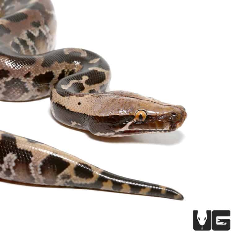 Blood Pythons For Sale - Underground Reptiles